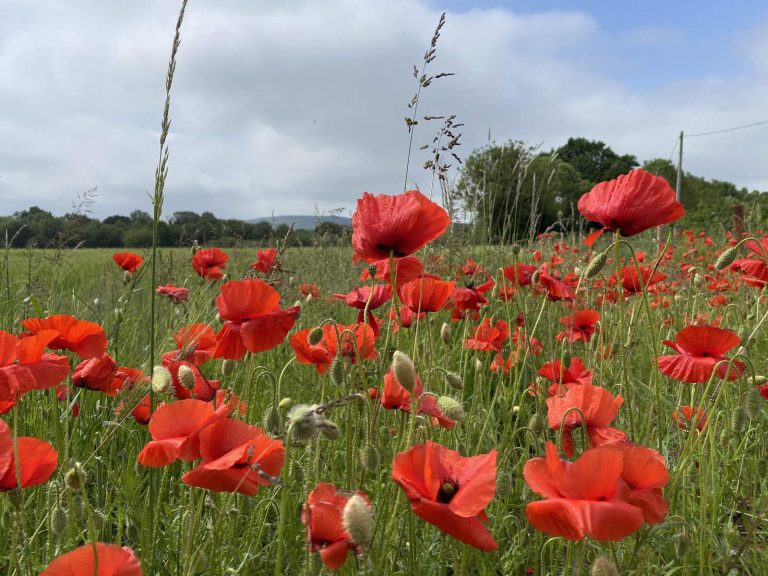 Visit | Midlands Ireland