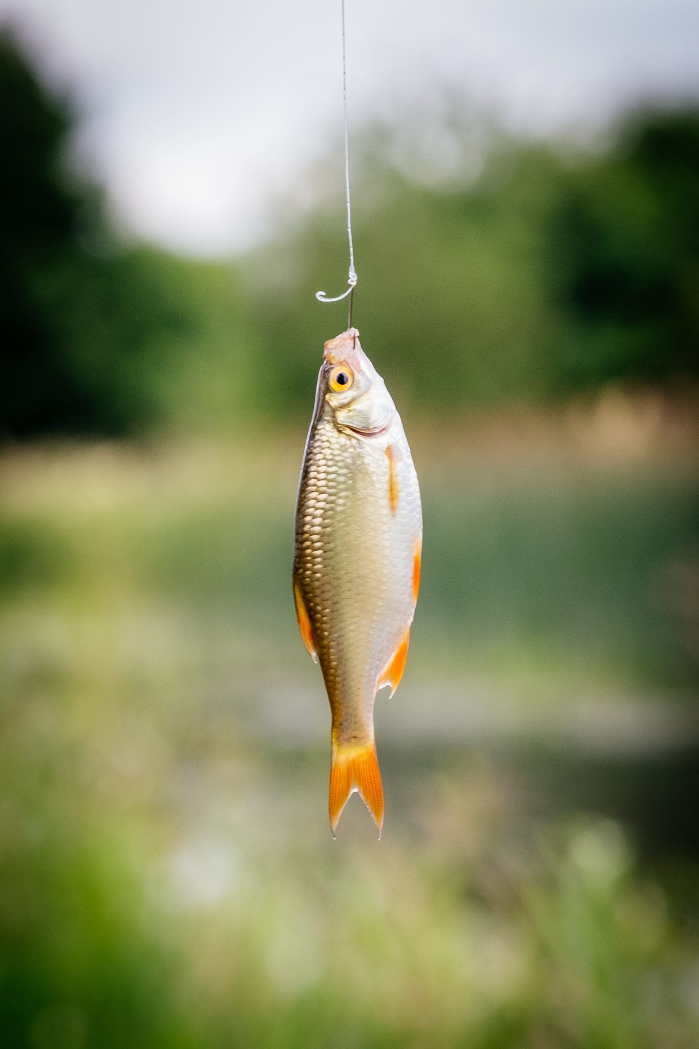 Grand Canal Greenway | Midlands Ireland