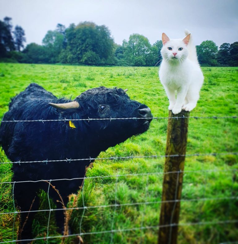 Coolamber Garden, Westmeath has been renovated.